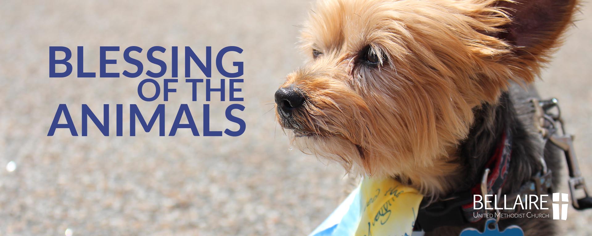 Can Dogs Go To Church